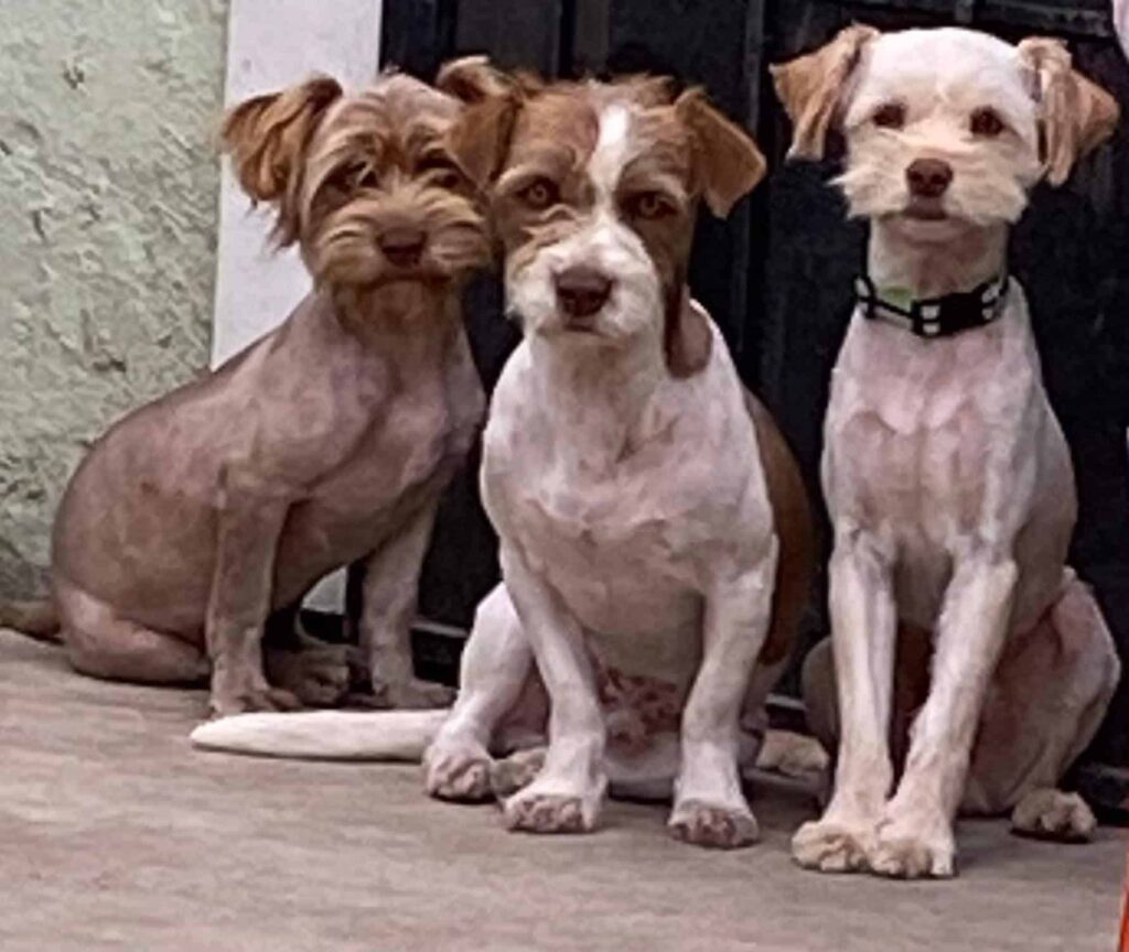 Abandoned Dog Trio Clings to Hope: Their Incredible Rescue Journey
