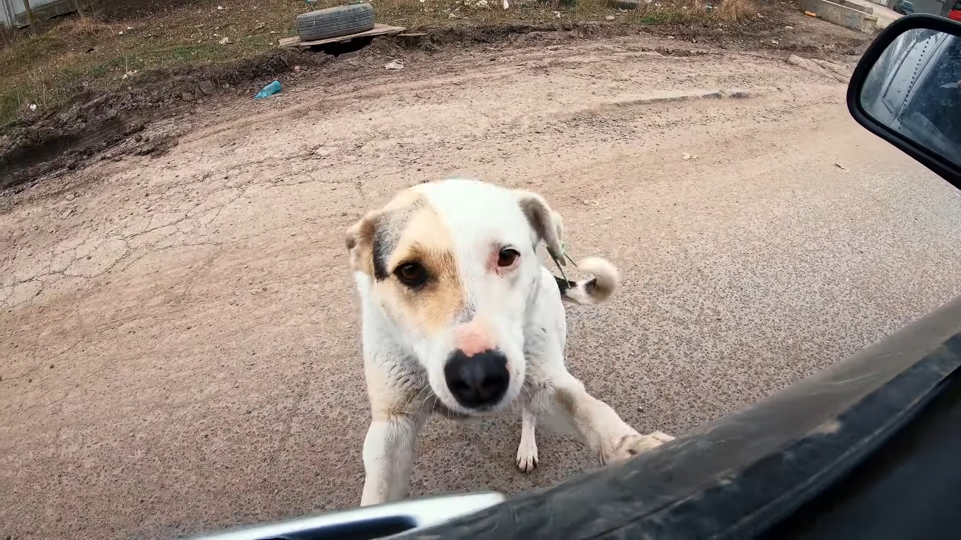 Desperate Dog Stops Traffic, Begging for a Lifeline