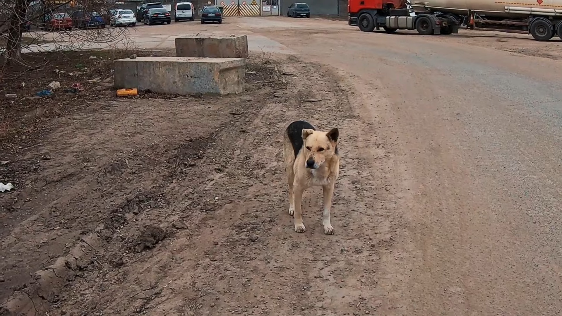 Desperate Dog Stops Traffic, Begging for a Lifeline