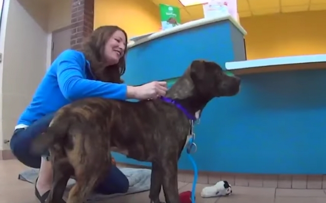 Discover Bella: The Remarkable Five-Legged Dog That Defies Nature