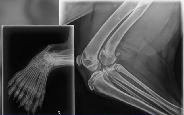Discover Bella: The Remarkable Five-Legged Dog That Defies Nature
