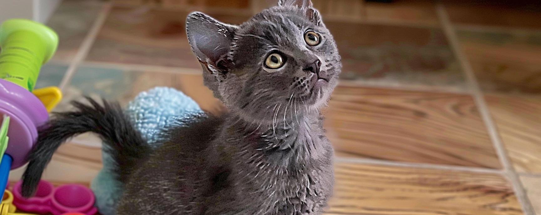 ¡Descubra cómo el espíritu inquebrantable de un gatito desafió sus ...