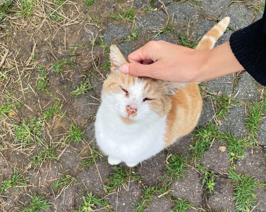 Discover How One Forgotten Stray Cat's Plea Changed His Fate Forever