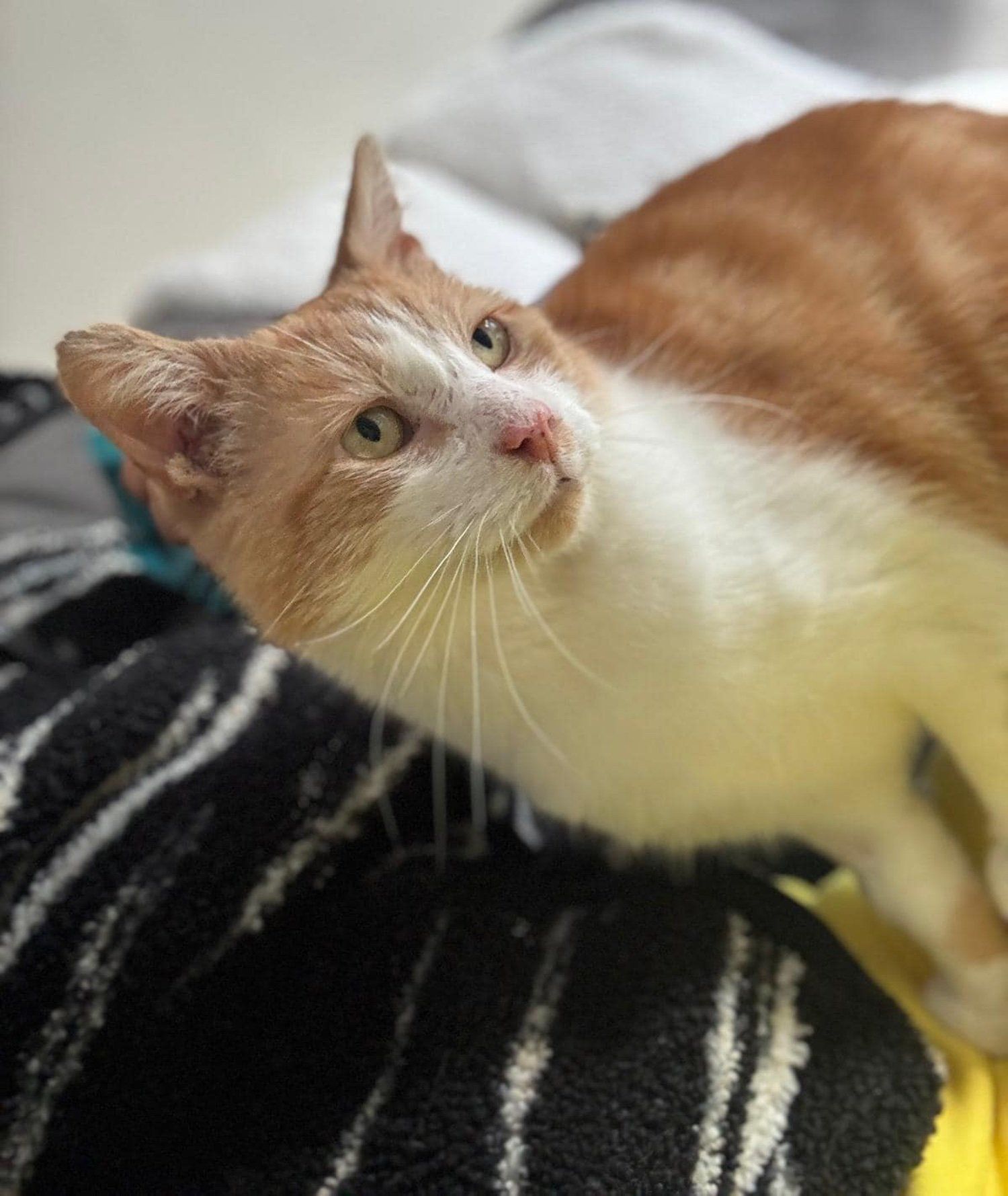 Discover How One Forgotten Stray Cat's Plea Changed His Fate Forever