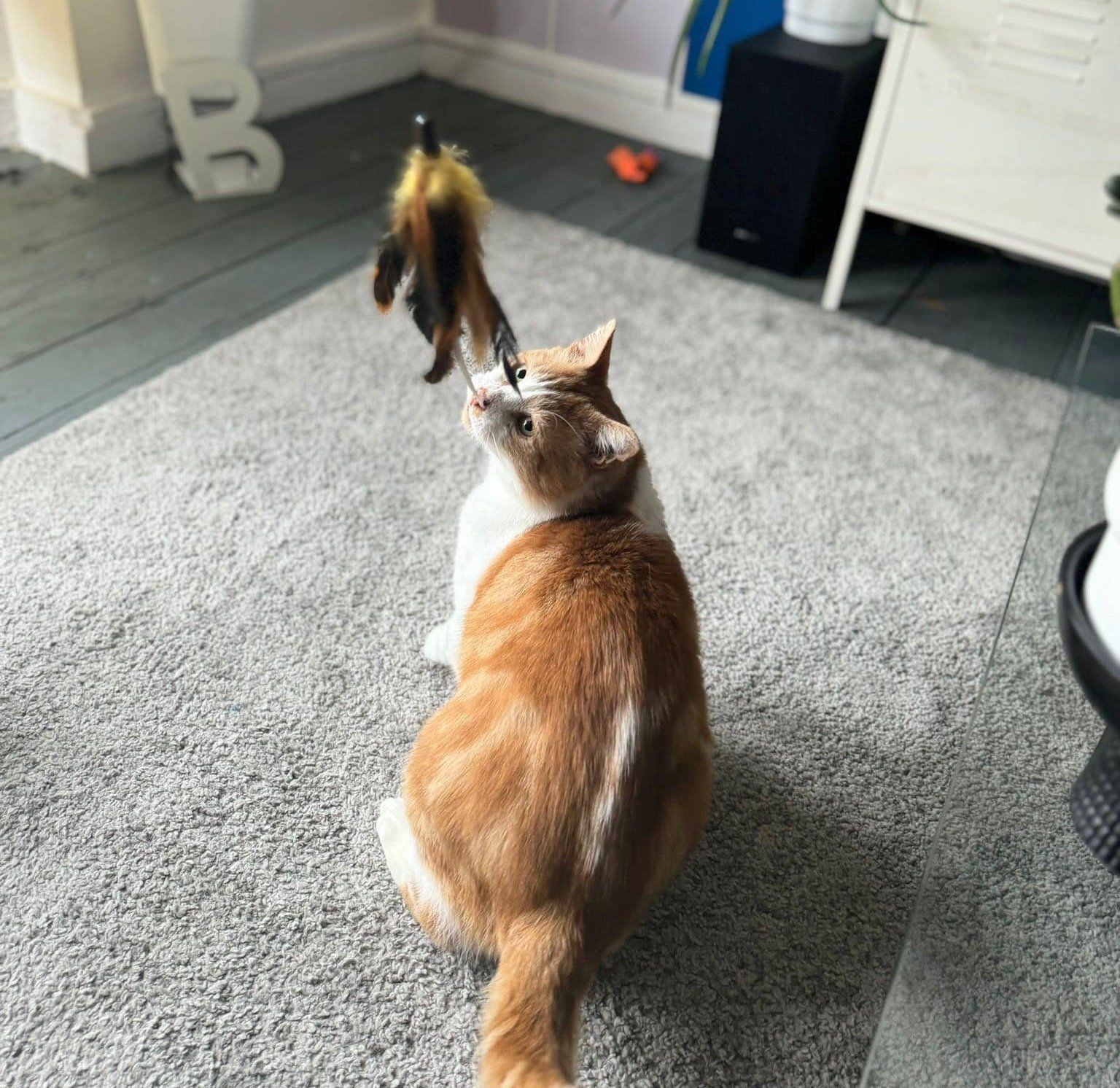 Discover How One Forgotten Stray Cat's Plea Changed His Fate Forever