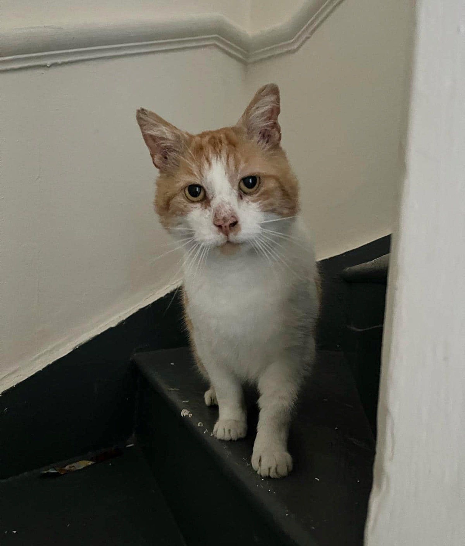 Discover How One Forgotten Stray Cat's Plea Changed His Fate Forever