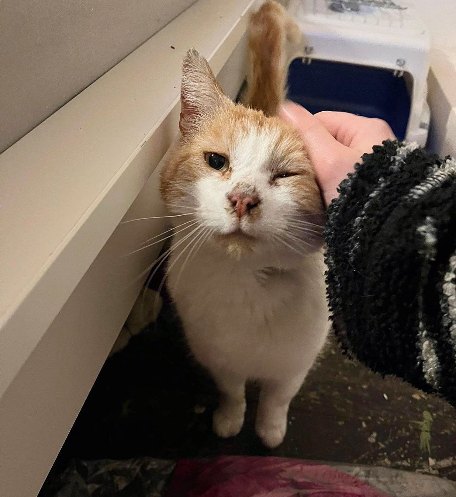 Discover How One Forgotten Stray Cat's Plea Changed His Fate Forever