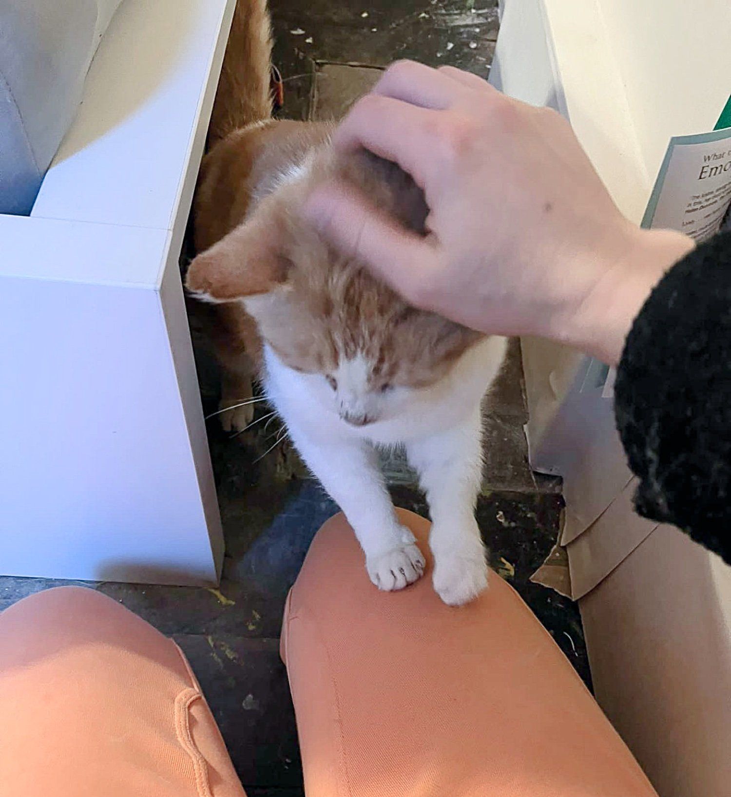 Discover How One Forgotten Stray Cat's Plea Changed His Fate Forever