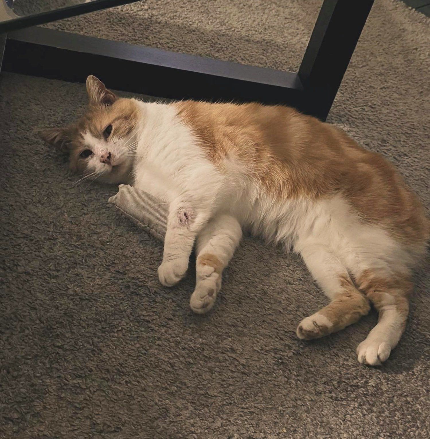 Discover How One Forgotten Stray Cat's Plea Changed His Fate Forever
