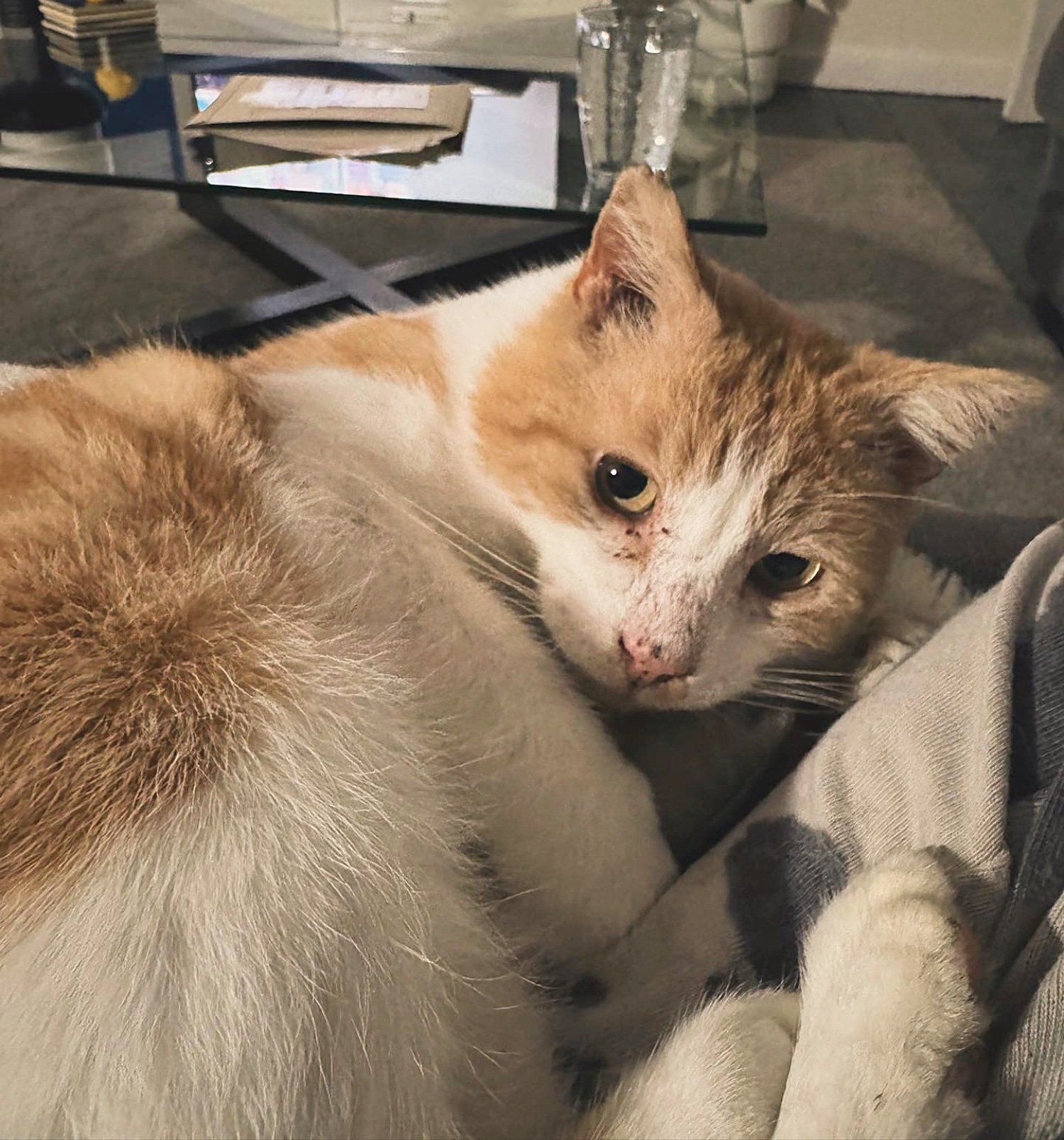 Discover How One Forgotten Stray Cat's Plea Changed His Fate Forever