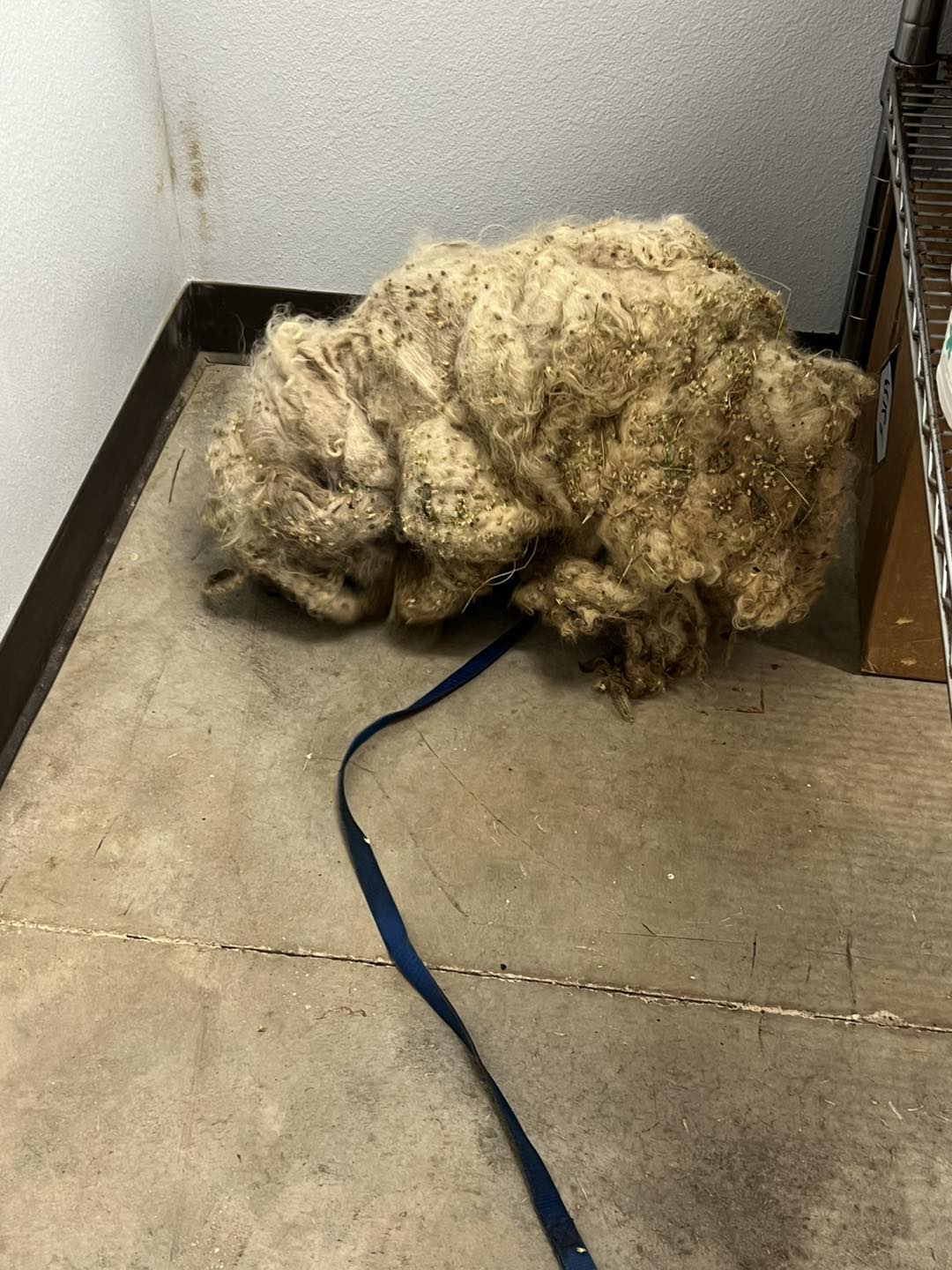 Discover the Stunning Transformation of a Neglected Dog to a Gorgeous Pet