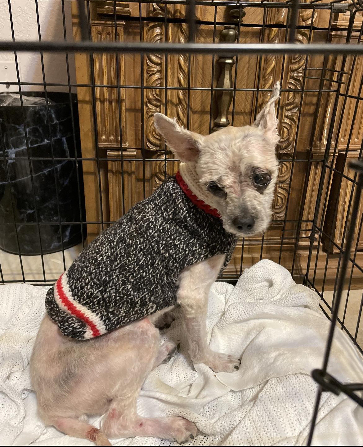 Discover the Stunning Transformation of a Neglected Dog to a Gorgeous Pet