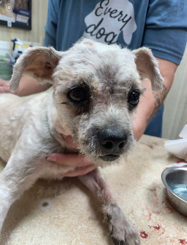 Discover the Stunning Transformation of a Neglected Dog to a Gorgeous Pet