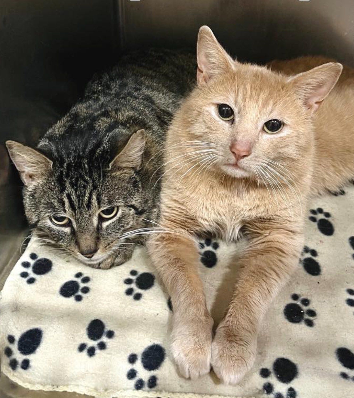 Discover the Touching Saga of Two Shy Cats and the Guardian Angel Who ...