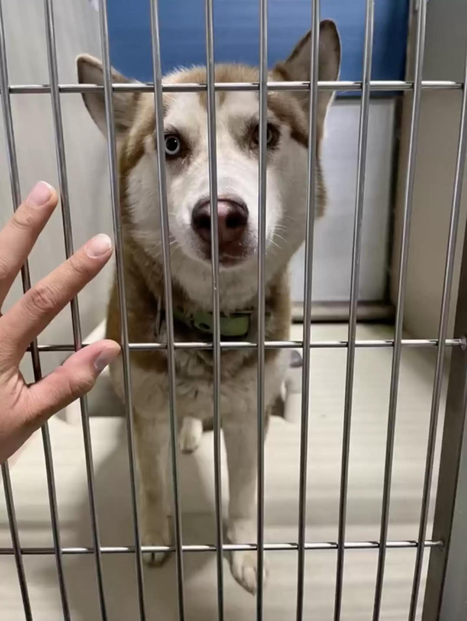 Discover the Unexpected: How a Family's New Dog Revealed a Stunning Secret