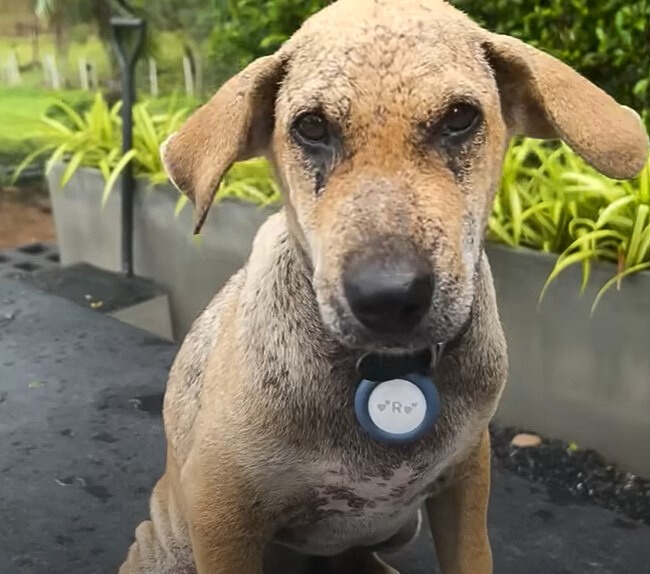 From Barely Alive to Beloved: The Stunning Transformation of a Puppy