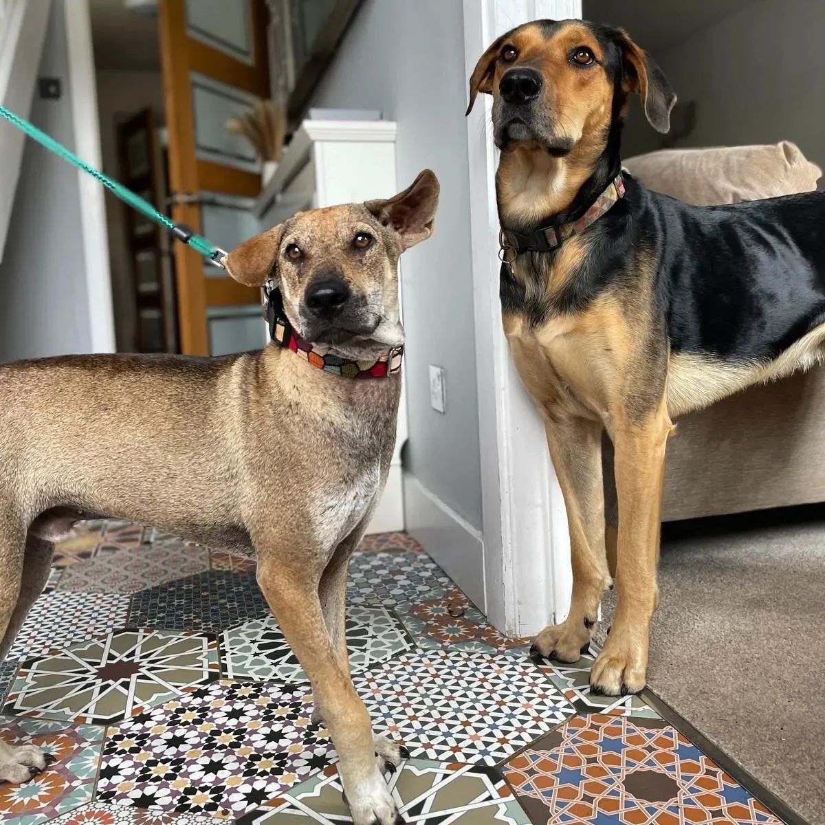 From Barely Alive to Beloved: The Stunning Transformation of a Puppy