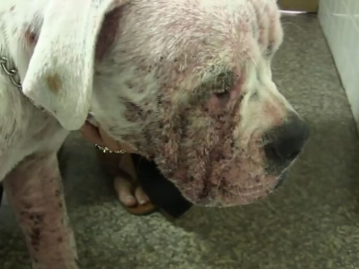From Desertion to Devotion: The Tale of a Dog's Remarkable Rescue