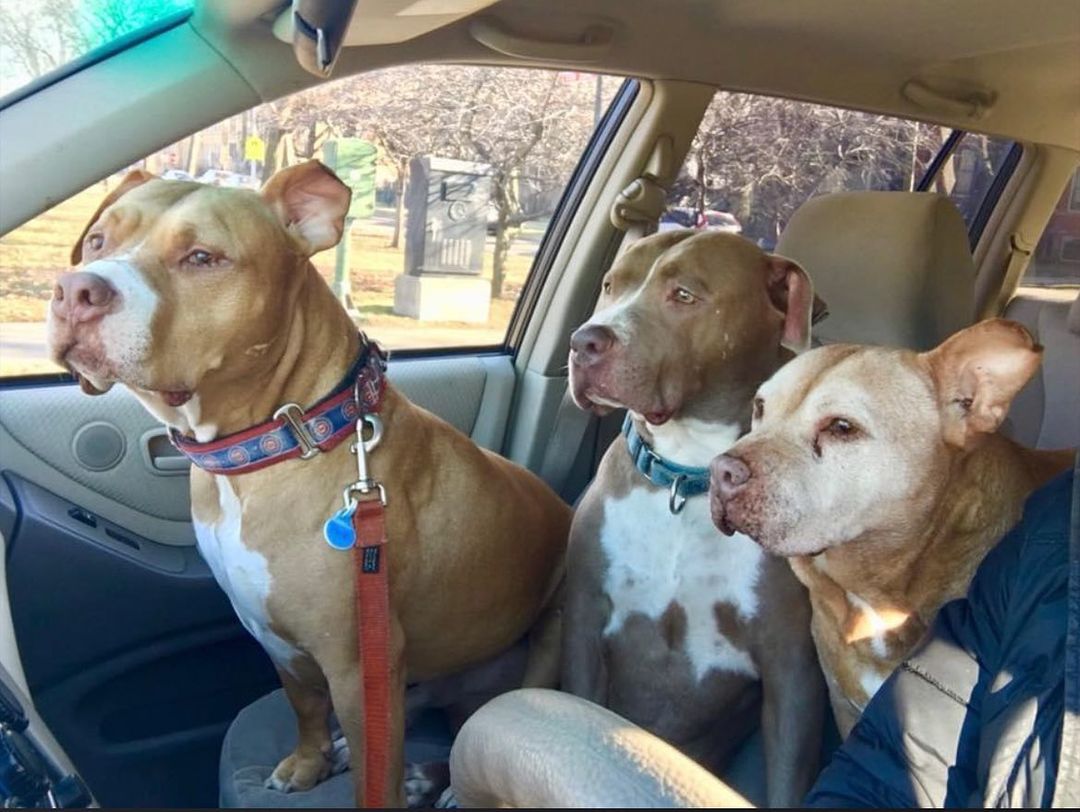 In Sorrow They Found Each Other: The Tale of Two Dogs and their ...