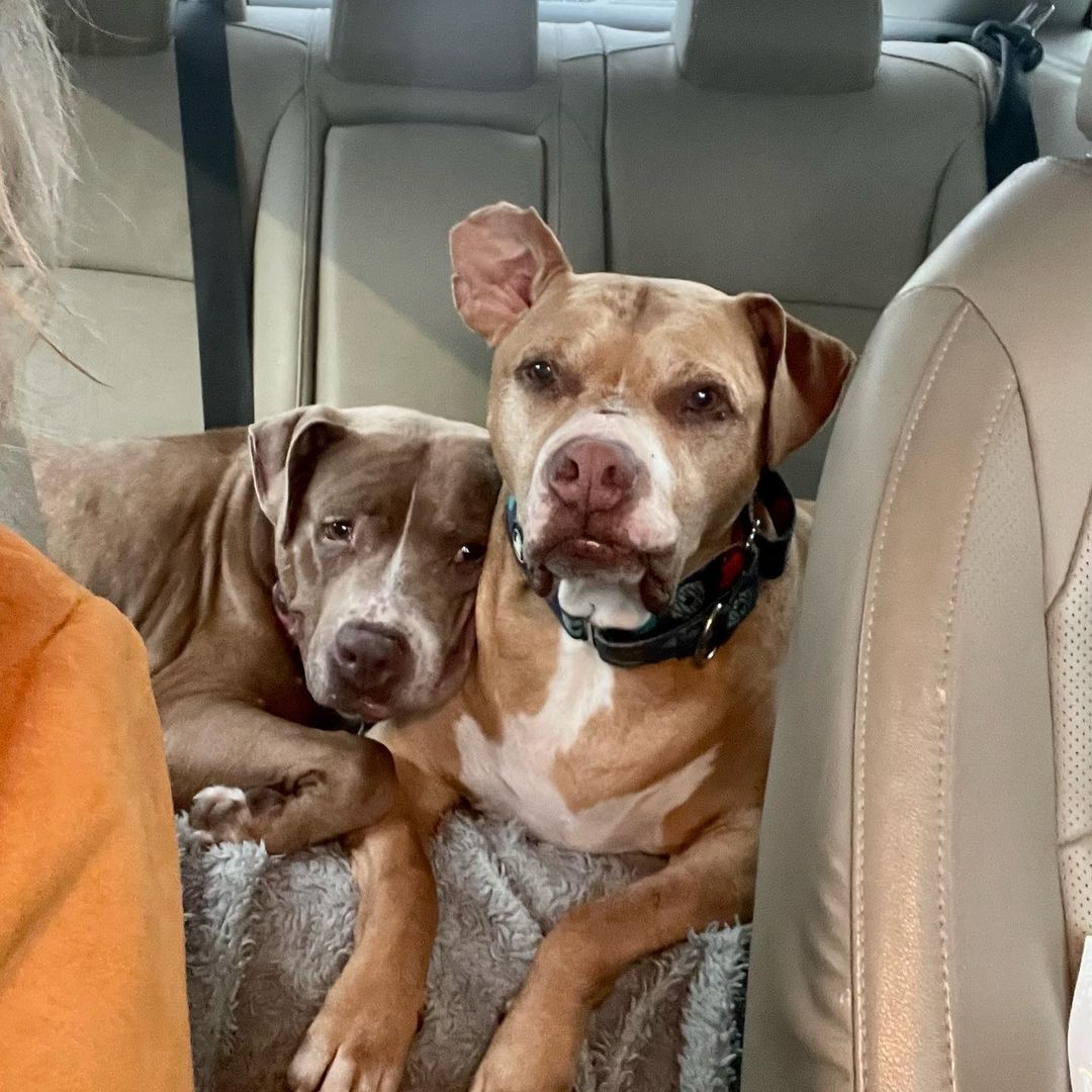 In Sorrow They Found Each Other: The Tale of Two Dogs and their ...