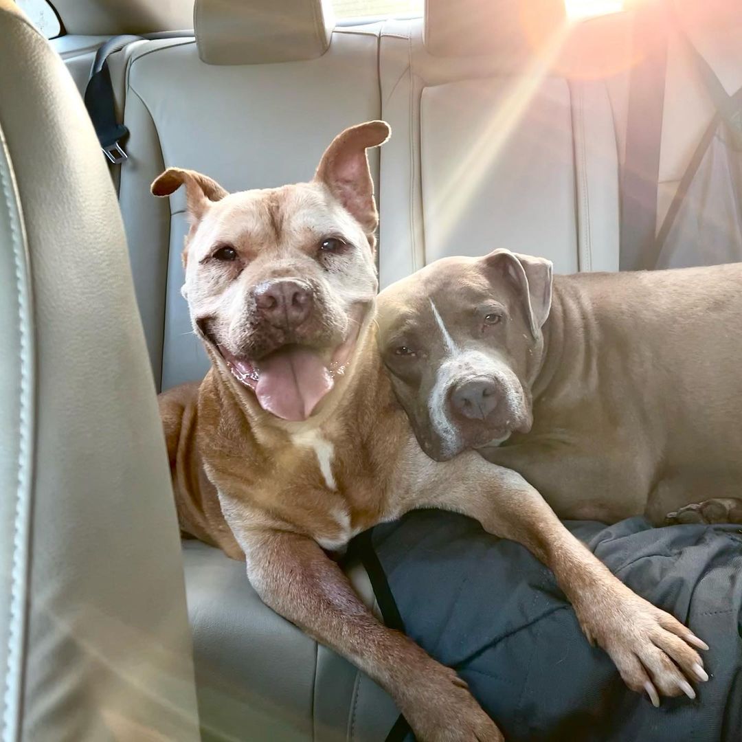 In Sorrow They Found Each Other: The Tale of Two Dogs and their ...