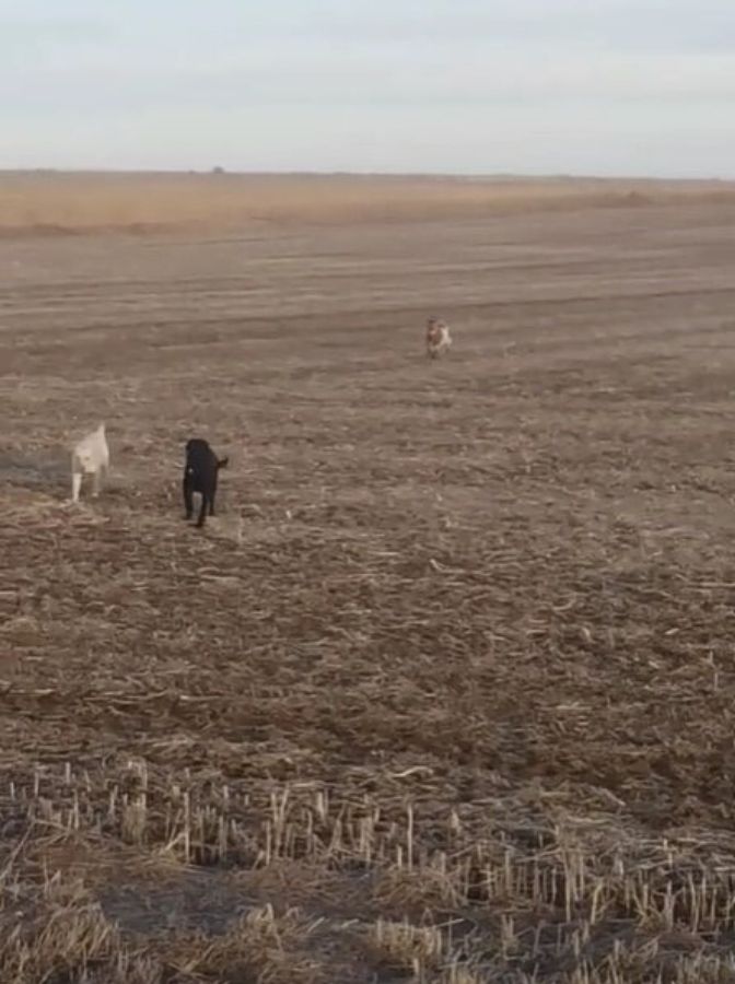 Lost Dog Returns Home With Unexpected Friends, Unveiling a Tale of ...