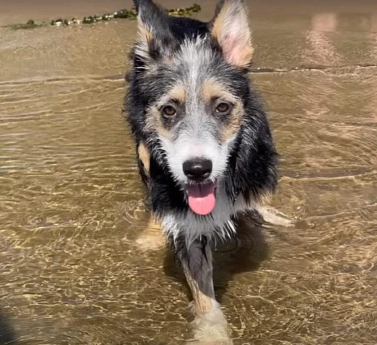 Mystery at the Scrapyard: The Unexpected Discovery That Changed Everything