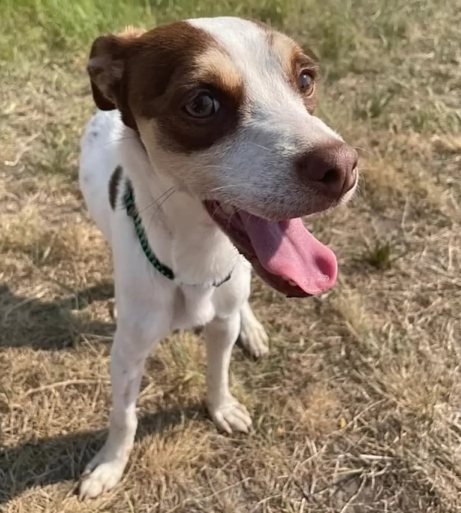 The Tragic Tale of a Loyal Dog Left Behind: How He Found Hope Again