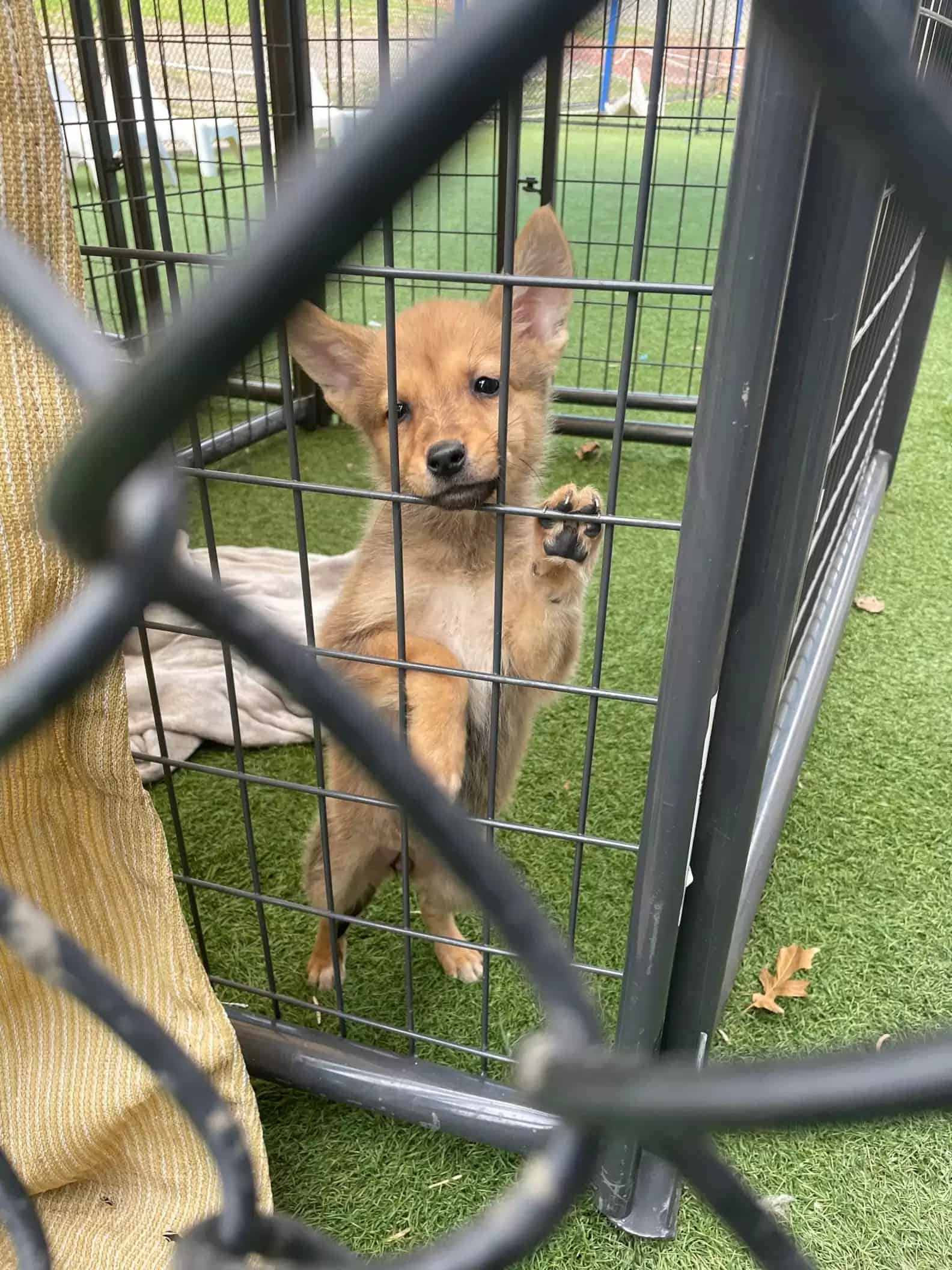 Unveiling the Enigma: The Dallas Mystery Animal's True Identity Revealed