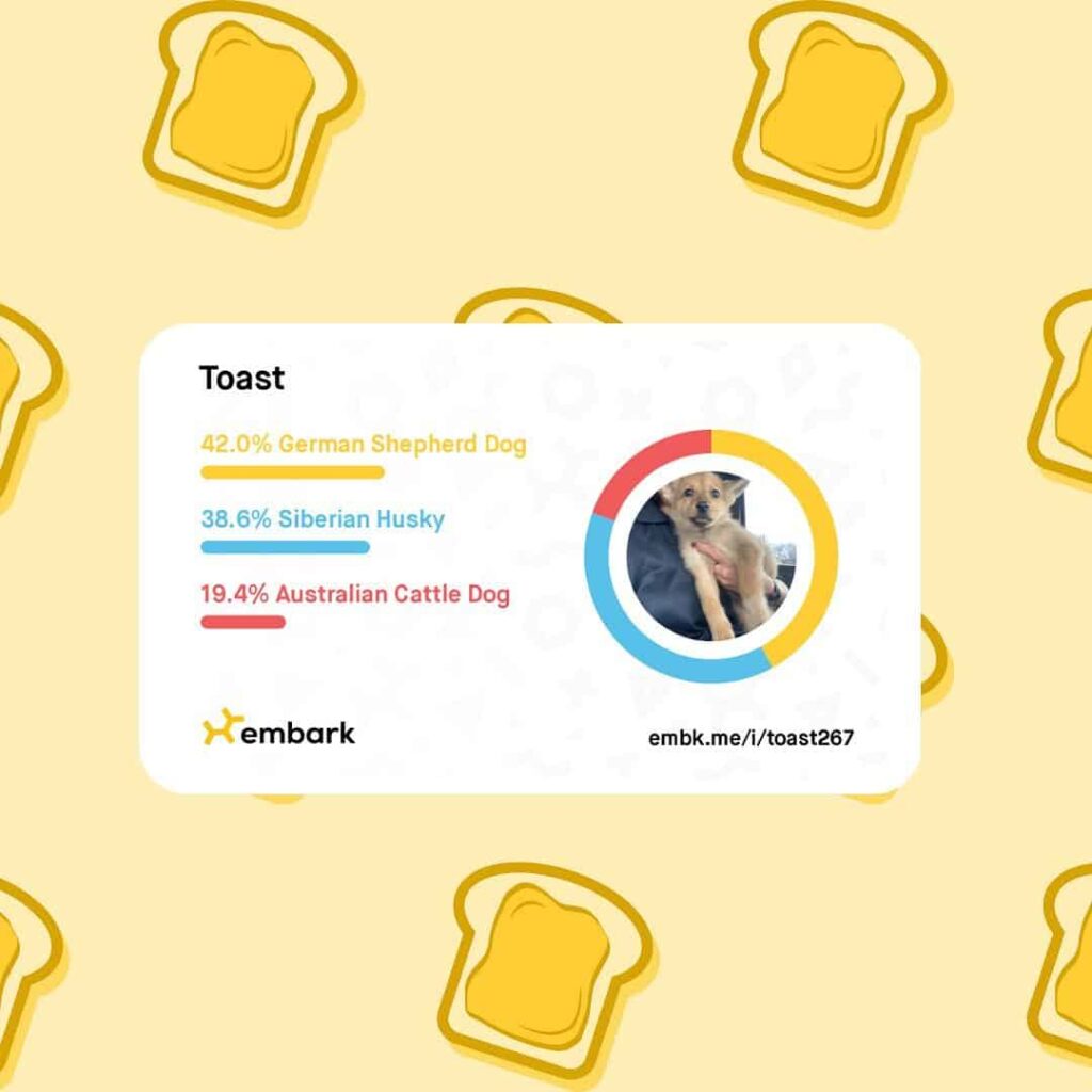 Unveiling the Enigma: The Dallas Mystery Animal's True Identity Revealed