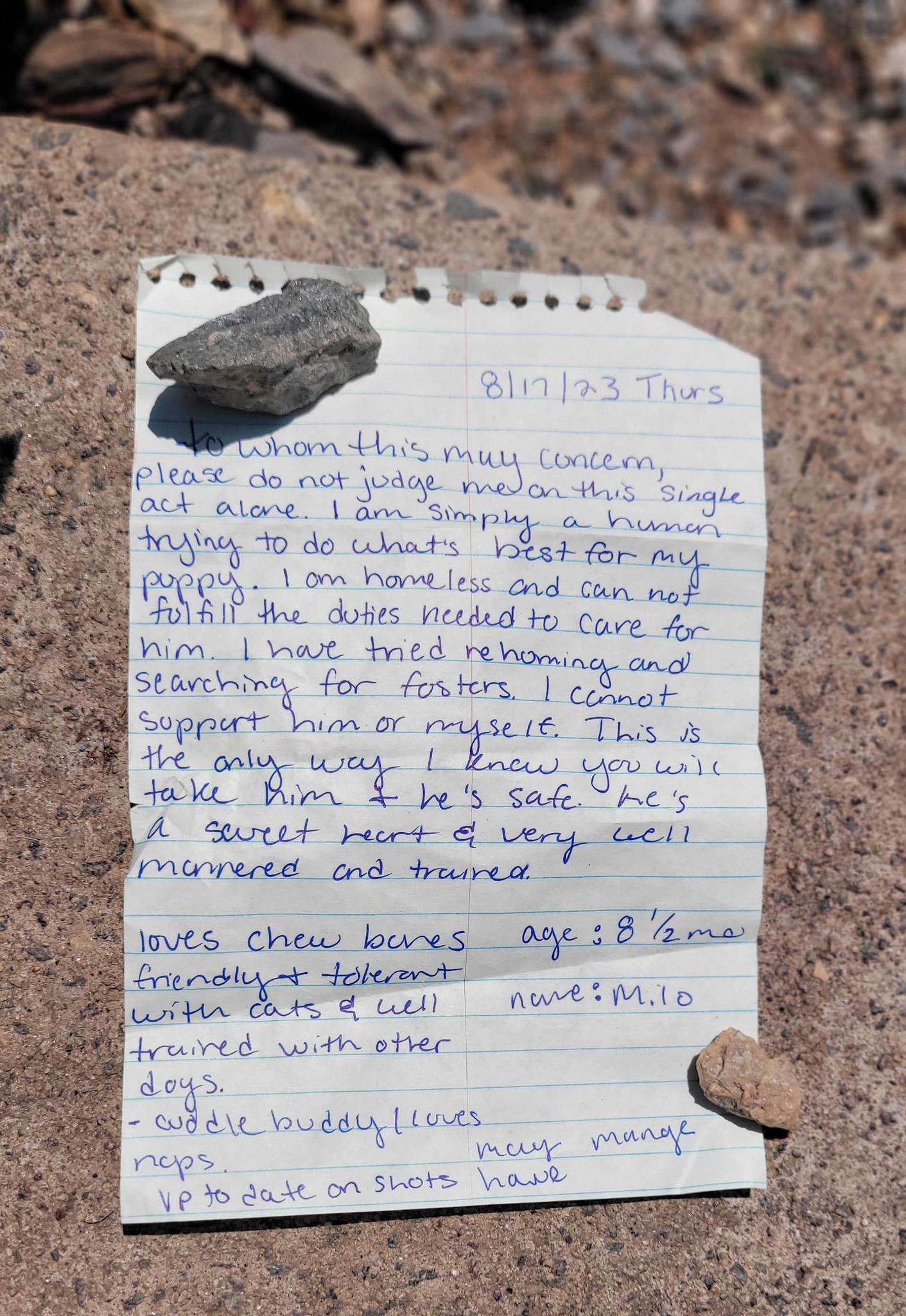 A Dog's Hope: Shelter's Touching Message to a Heartbroken Owner