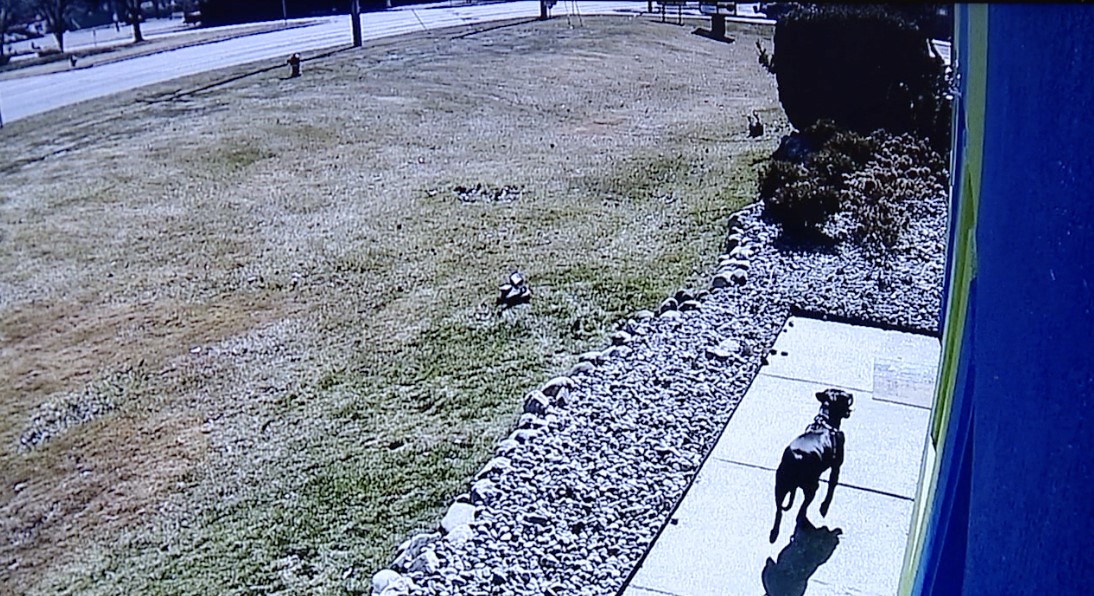 A Dog's Incredible Journey: Racing to Safety After a Terrifying Car Crash