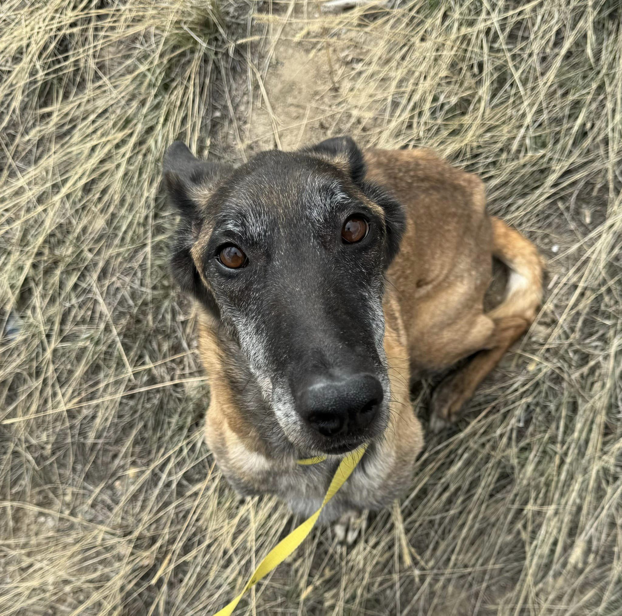 A Dog's Journey from Abuse to Hope: Miss Molly's Heartfelt Story