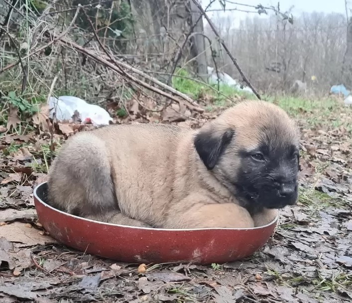 A Heartbreaking Farewell and an Unlikely Rescue: The Story of a Brave Pup