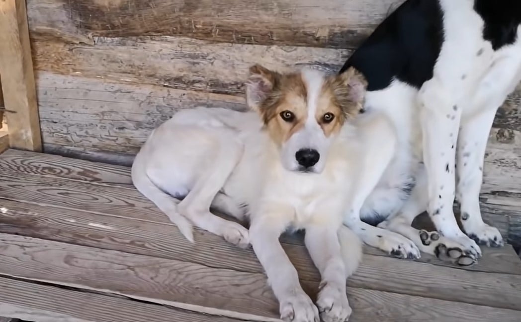 A Heartfelt Rescue: What This Abandoned Dog Found Will Leave You Speechless