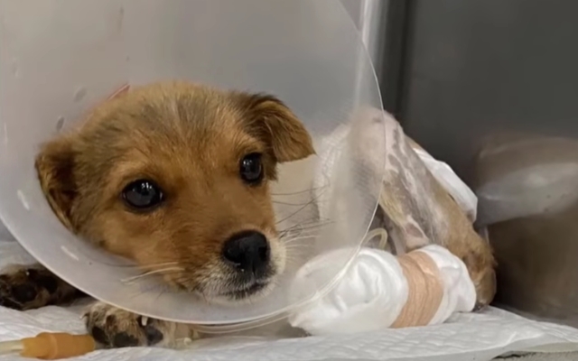 A Heroic Journey: Disabled Puppy Overcomes Heartbreaking Odds