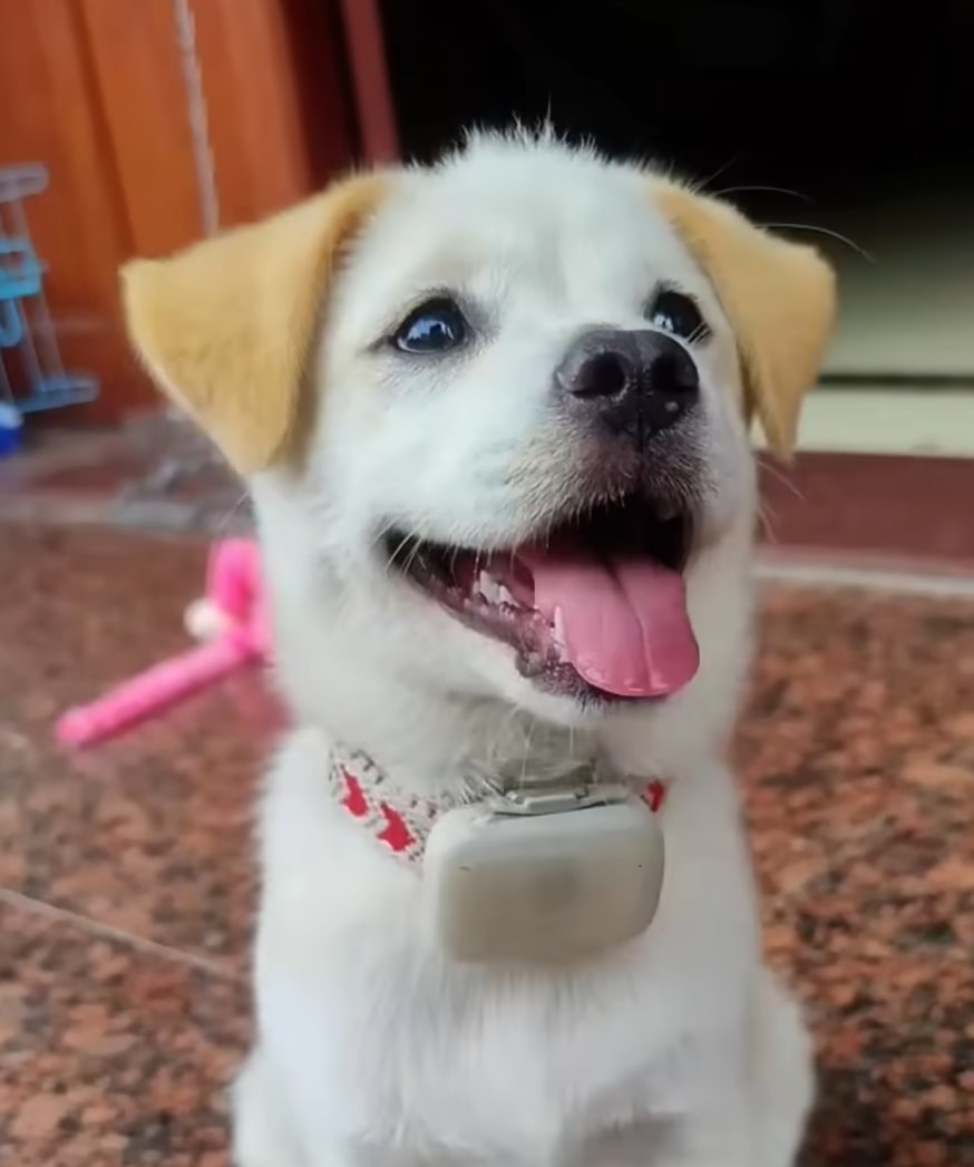 A Mud-Covered Pup's Journey From Despair to Joy Will Tug at Your ...