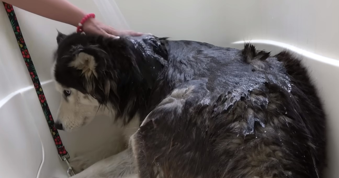 A Pregnant Husky's Miraculous Escape from Despair to Joyful Motherhood