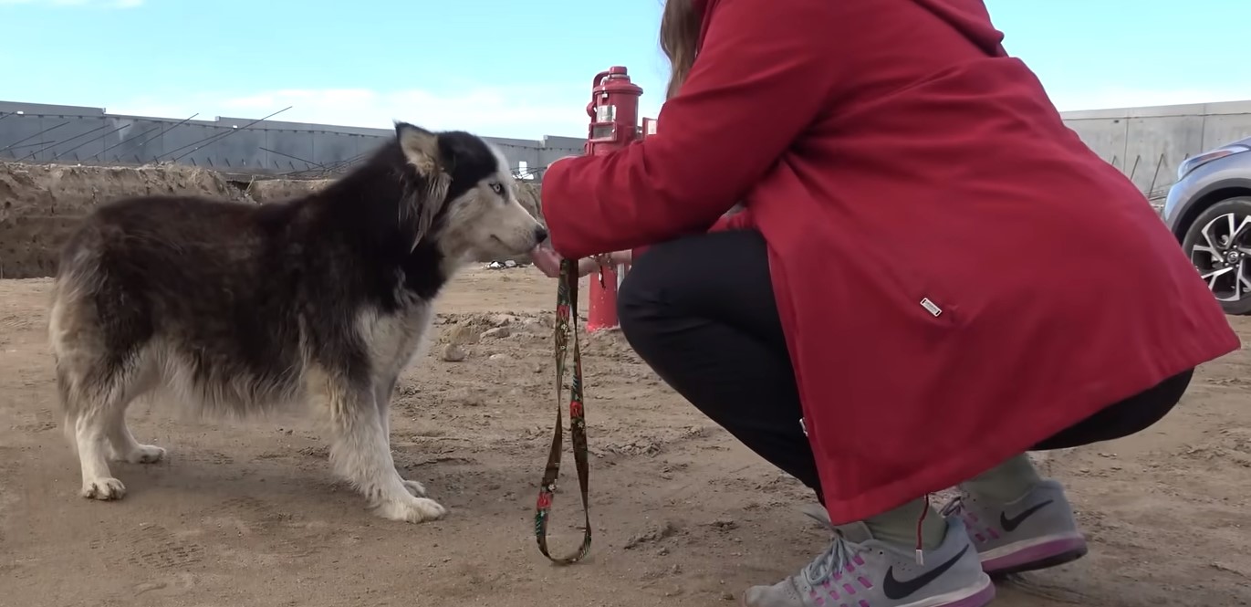 A Pregnant Husky's Miraculous Escape from Despair to Joyful Motherhood