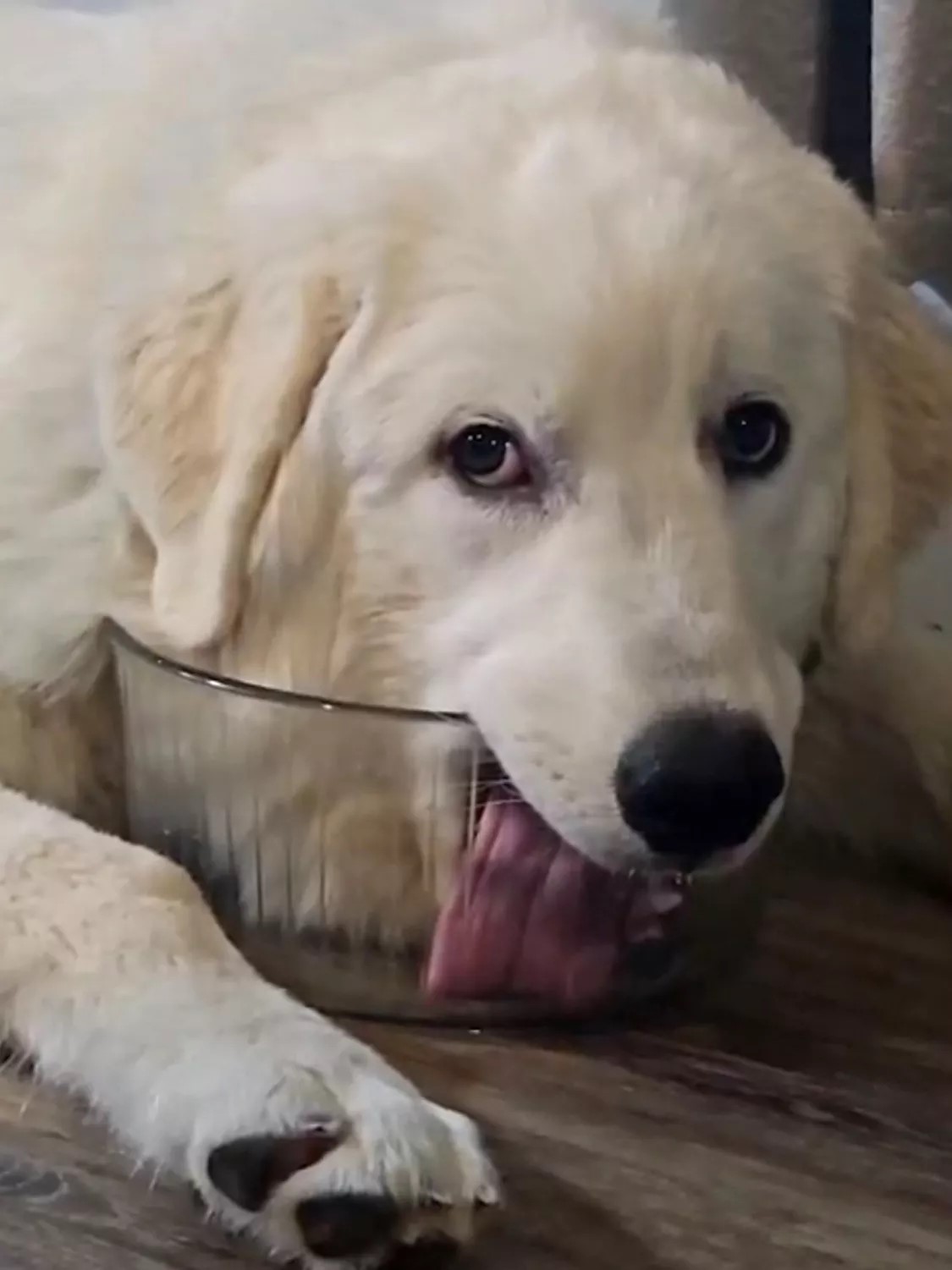 A Pup's Performance: Is Indigo the Next Hollywood Star?
