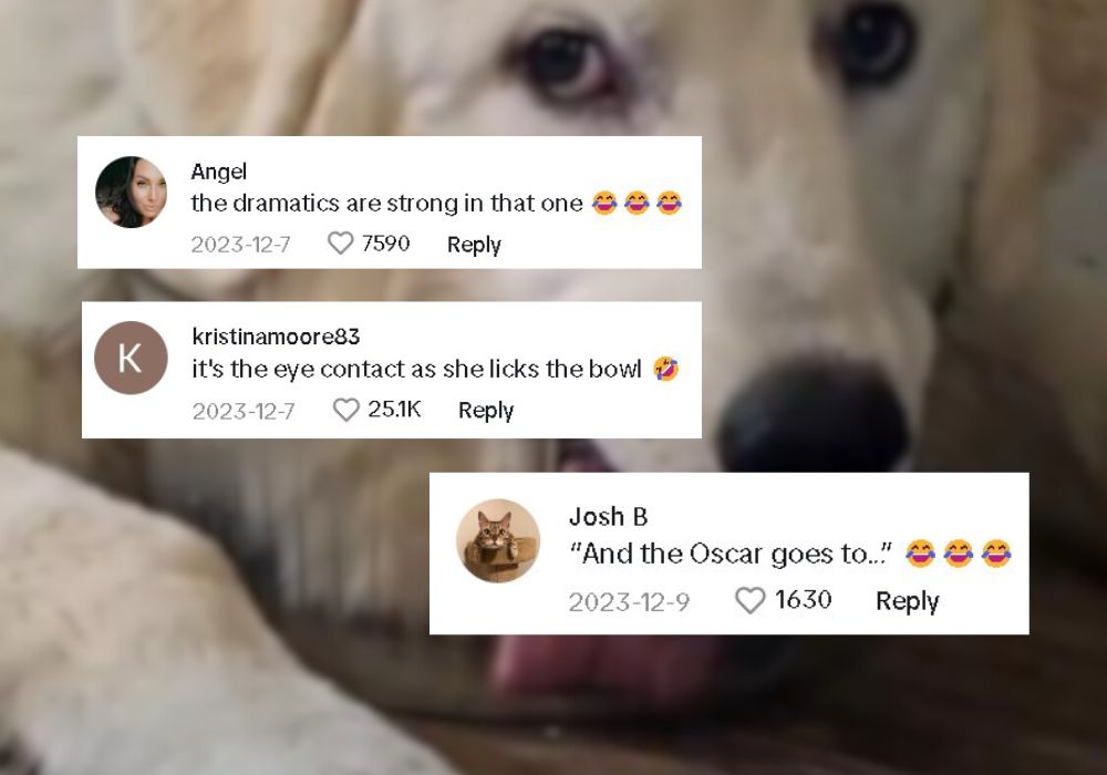 A Pup's Performance: Is Indigo the Next Hollywood Star?