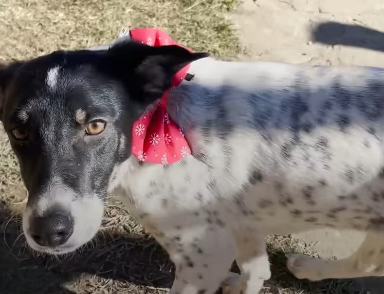 A Terrified Stray Dog Discovers the Joy of Love and Trust