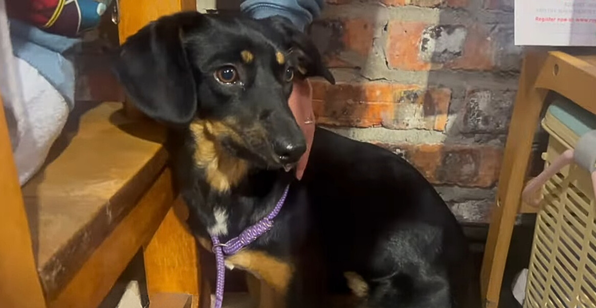 A Terrifying Start With a Loving Embrace: The Journey of Dash, the ...