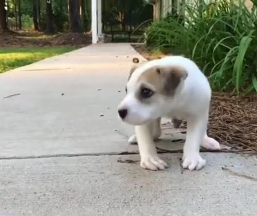 Abandoned and Alone: The Fight of a Puppy with a Deformed Leg