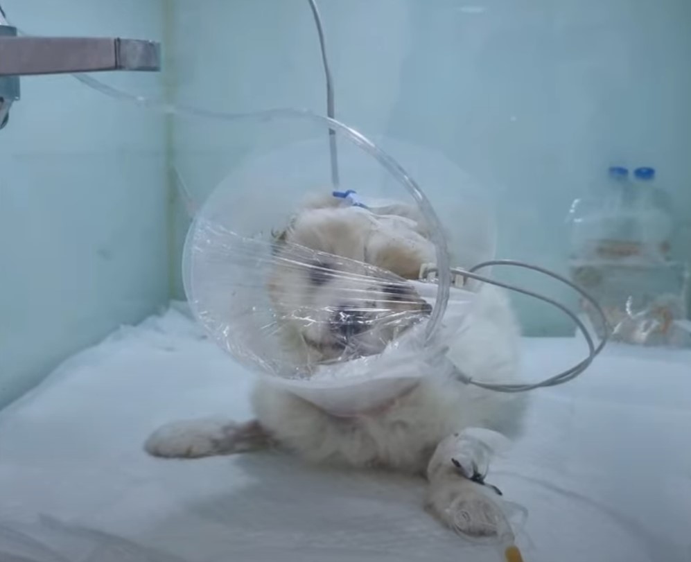 Abandoned and Forgotten: The Miraculous Journey of a Brave Puppy