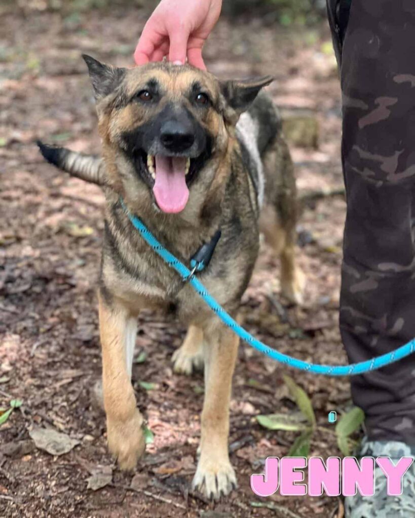 Abandoned German Shepherd Family Clings to Survival Against All Odds
