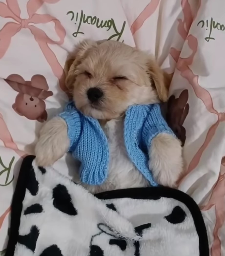 Abandoned Puppy’s Cry Leads to Unbelievable Discovery