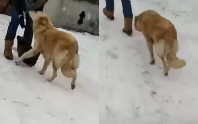 Brave Mother Dog's Plea: A Heartfelt Rescue Amid Freezing Cold