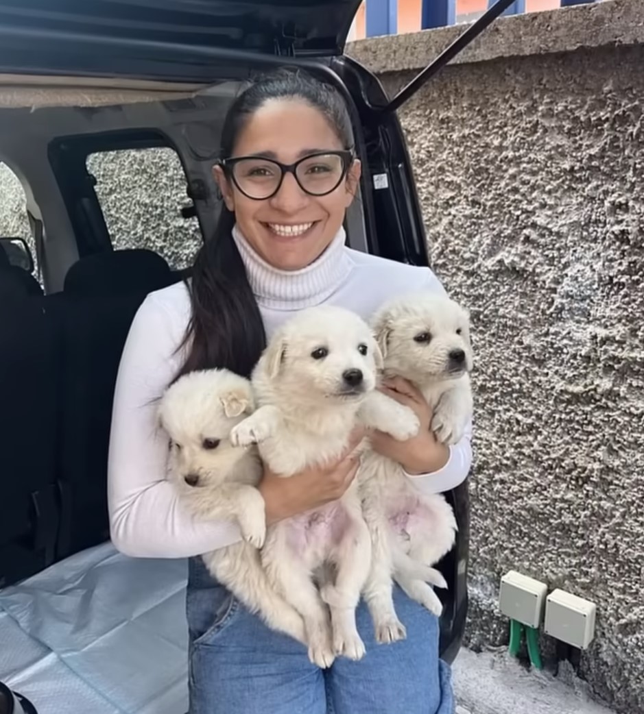 Crying Dog's Secret Revealed: The Heartbreaking Reason Behind Her Tears