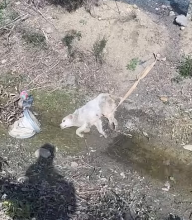Crying Dog's Secret Revealed: The Heartbreaking Reason Behind Her Tears